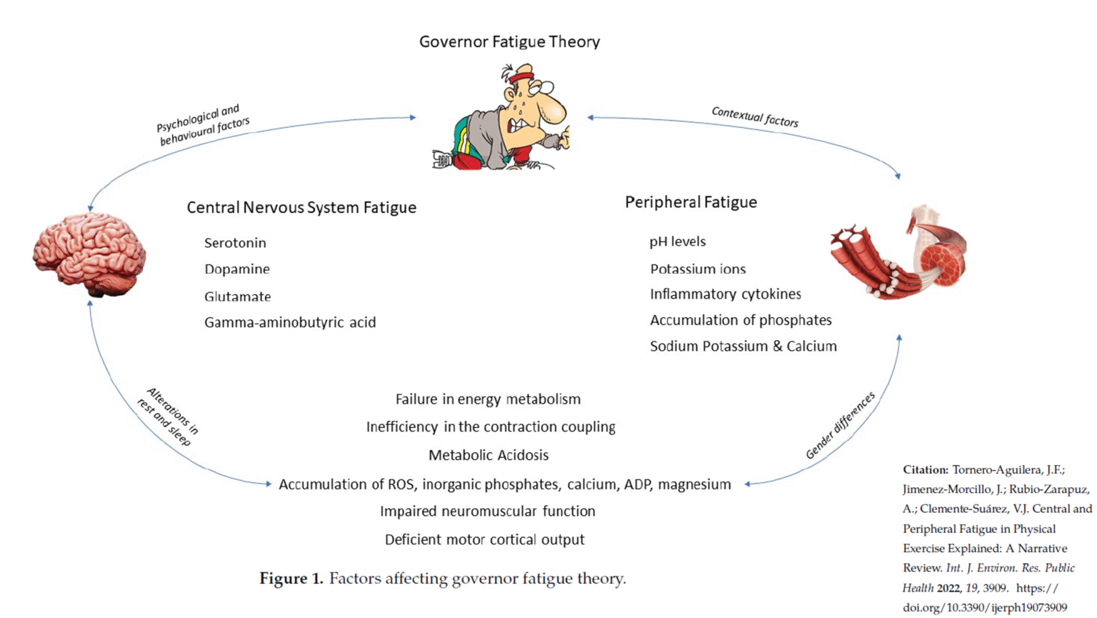 Fadiga Central e Periférica - FISIOLOGIA DO EXERCÍCIO